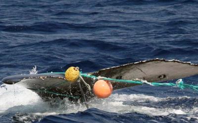 Reducing Marine Mammal Bycatch by Developing Model Legislation (2020 ...