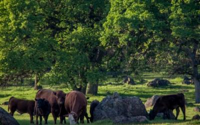 Regenerative Grazing to Mitigate Climate Change (2020-2021) | Bass ...